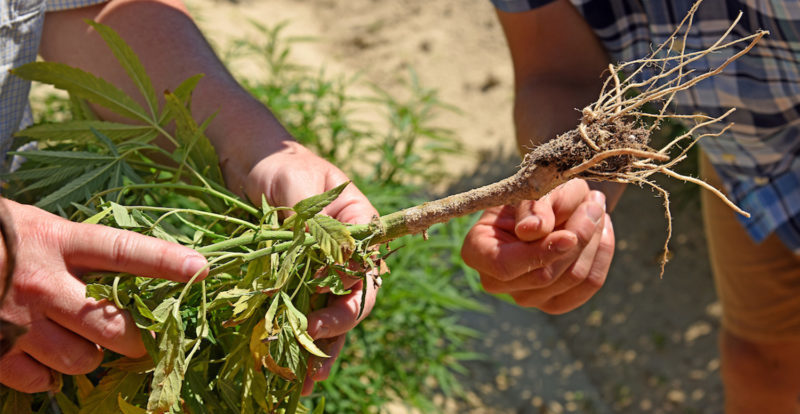Meet the Hemp Grower’s Guide: David Suchoff - Greenhouse Product News