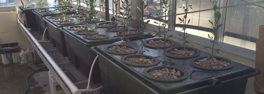 CULTIVATION: Commercial Hydroponics - Greenhouse Product News