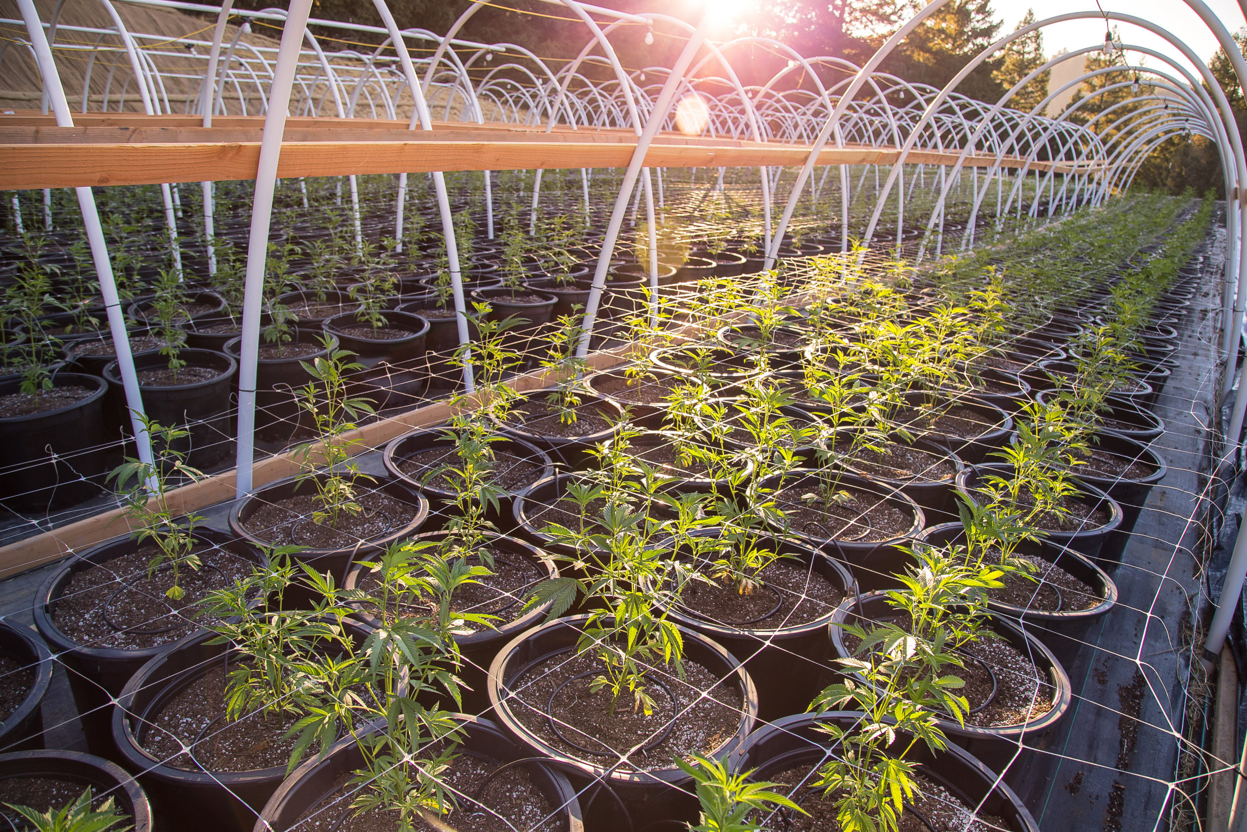 Establishing Nitrogen, Potassium Fertilizer Rates for Floral Hemp ...