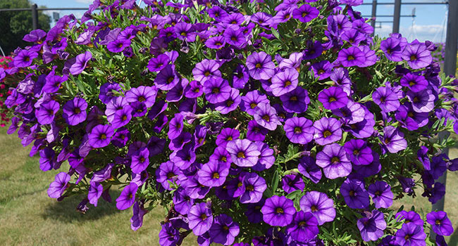 Colorful & Durable Calibrachoas - Greenhouse Product News