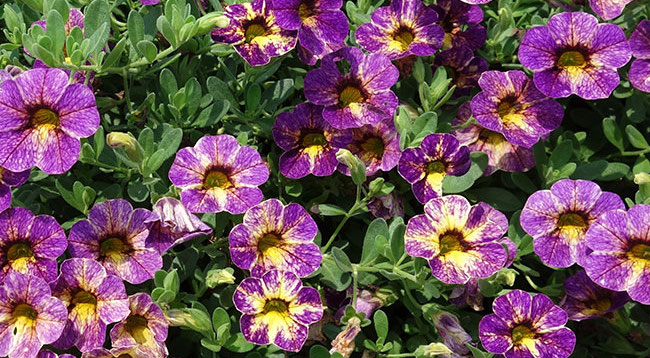 Colorful & Durable Calibrachoas - Greenhouse Product News