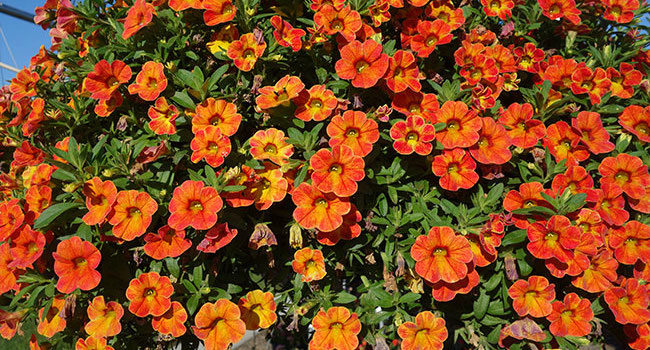 Colorful & Durable Calibrachoas - Greenhouse Product News