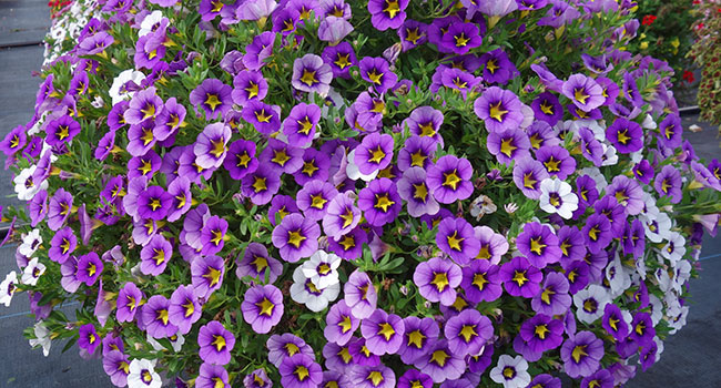 Colorful & Durable Calibrachoas - Greenhouse Product News