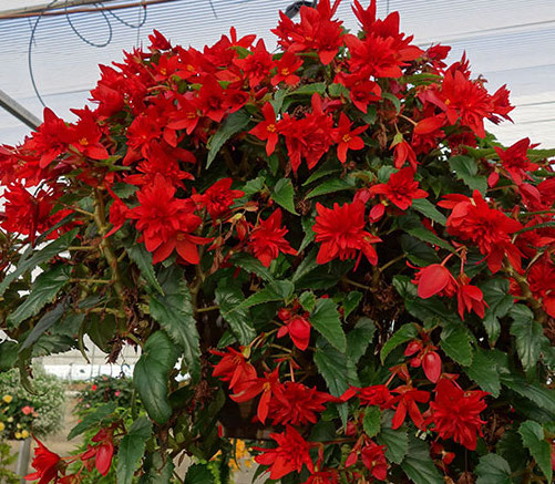 All Star Begonias - Greenhouse Product News
