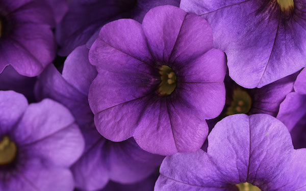 Culture Report: Calibrachoa Cha-Cha Series - Greenhouse Product News