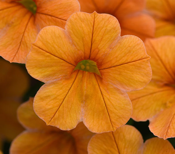 Culture Report: Calibrachoa Cha-Cha Series - Greenhouse Product News