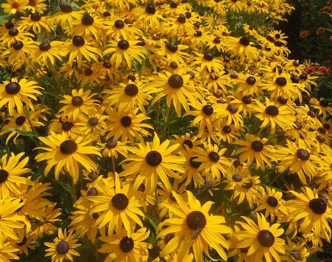 Cultivation Supplies & Equipment Archives - Greenhouse Product News