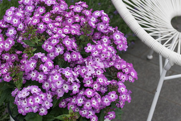 Phenomenal Phlox - Greenhouse Product News