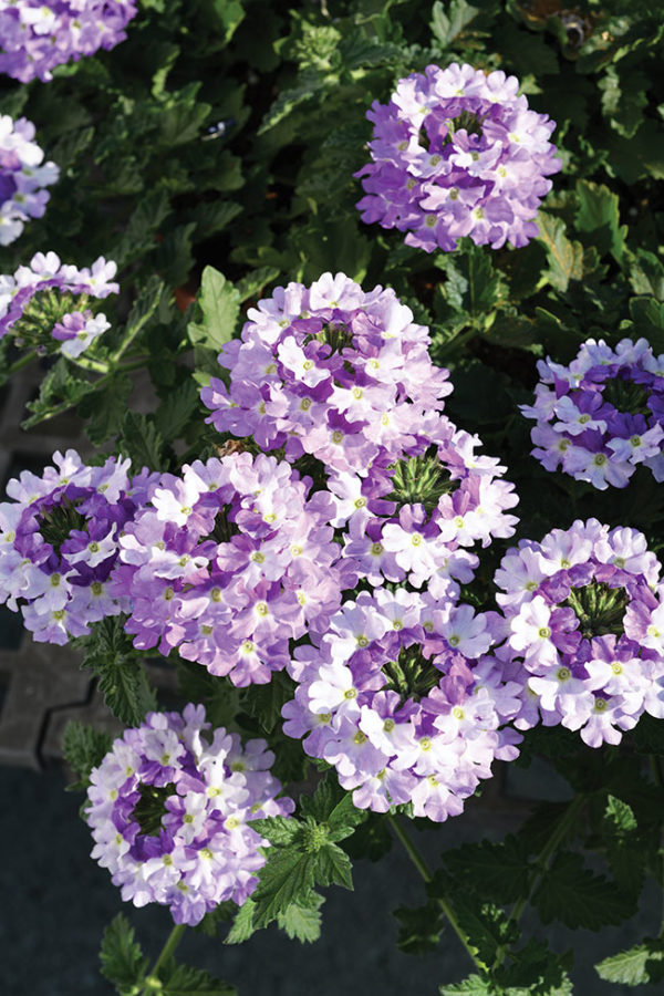 Culture Report: Vanessa Compact Bourdeux - Greenhouse Product News