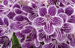 Culture Report: Streptocarpus Ladyslippers - Greenhouse Product News