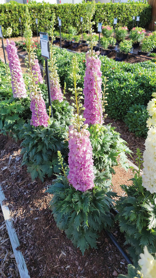 Culture Report: Delphinium Delgenius Series - Greenhouse Product News