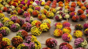 Metrolina Greenhouses Announces Fall Mum Trials - Greenhouse Product News
