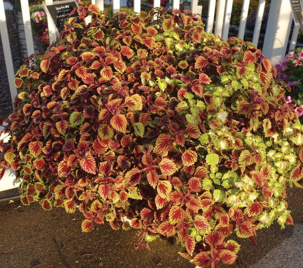 Vaughn's View: Leaf Colors and Textures in Coleus - Greenhouse Product News