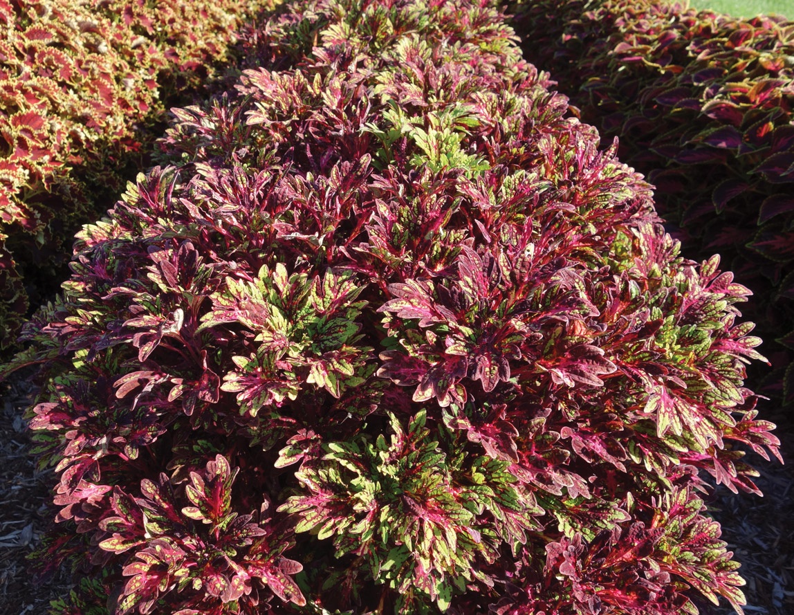 Vaughn's View: Leaf Colors and Textures in Coleus - Greenhouse Product News