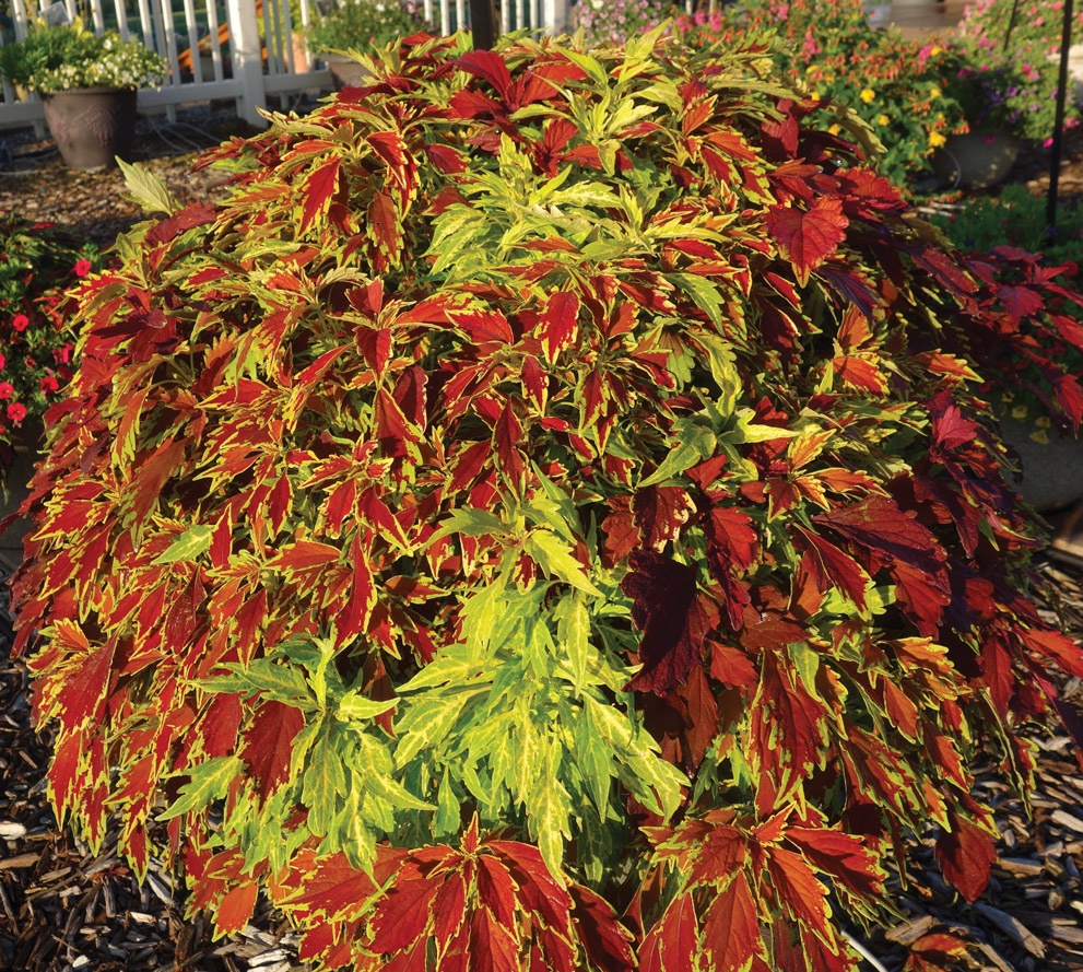 Vaughn's View: Leaf Colors and Textures in Coleus - Greenhouse Product News