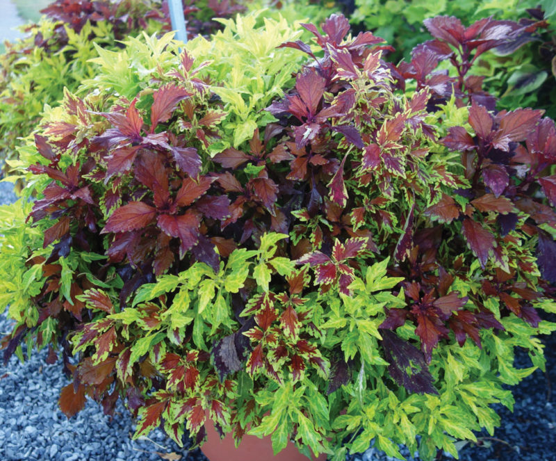 Vaughn's View: Leaf Colors and Textures in Coleus - Greenhouse Product News