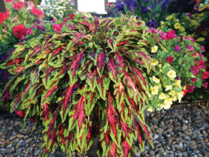 Vaughn's View: Leaf Colors and Textures in Coleus - Greenhouse Product News