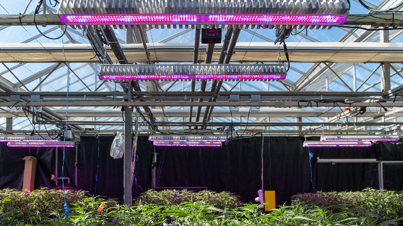 New Cannabis Light Spectrum Study Launches - Greenhouse Product News