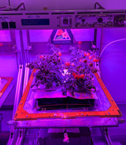NASA Will Grow Tomatoes in Space Aboard ISS - Greenhouse Product News