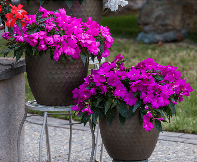 Products Archive - Page 3 of 256 - Greenhouse Product News