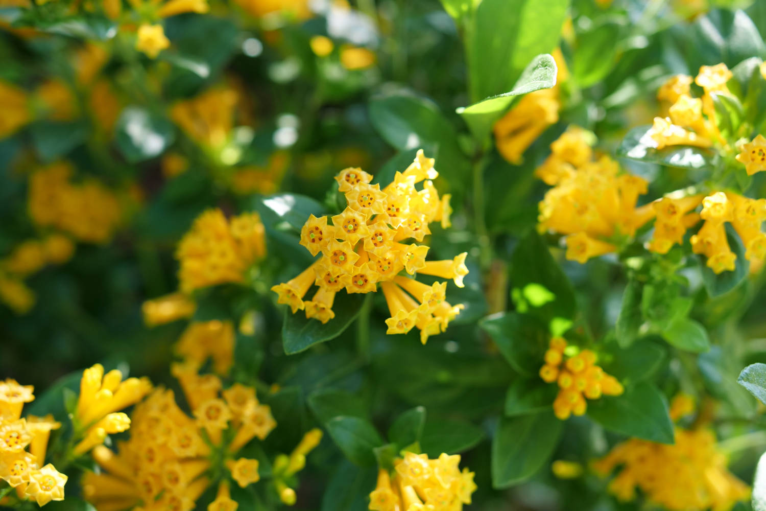 Spring Meadow Nursery Introduces New Varieties for 2023 Trade Shows ...