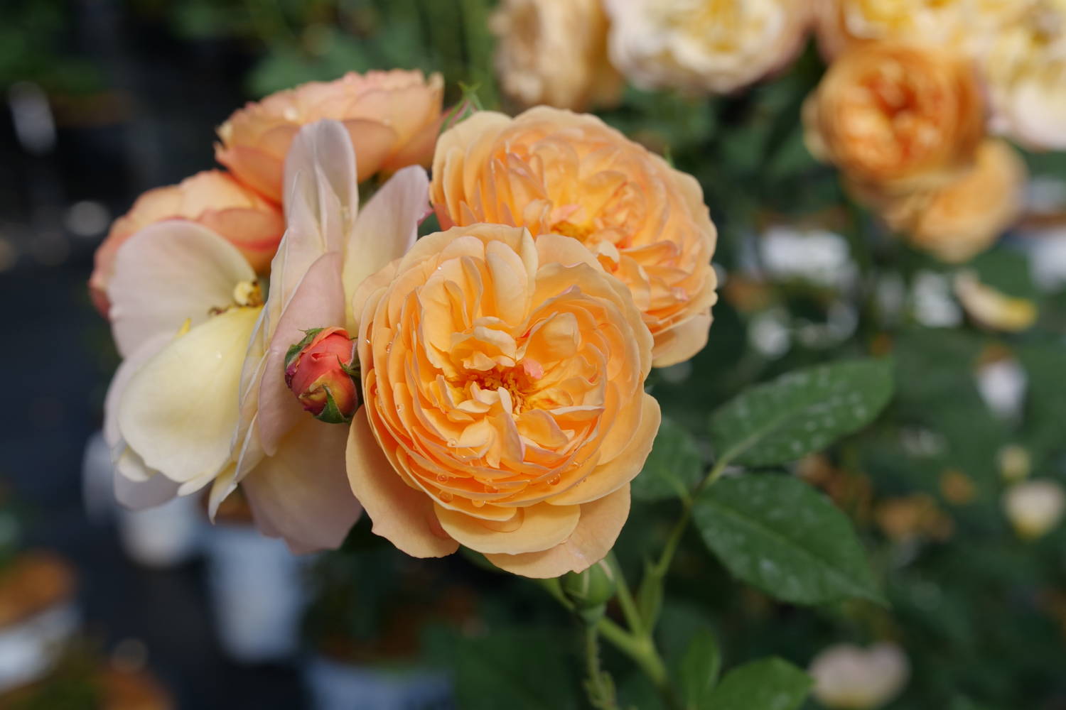 Spring Meadow Nursery Introduces New Varieties for 2023 Trade Shows ...