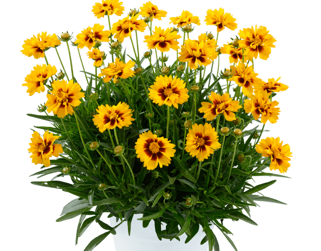 Plant Health Archives - Page 2 of 2 - Greenhouse Product News