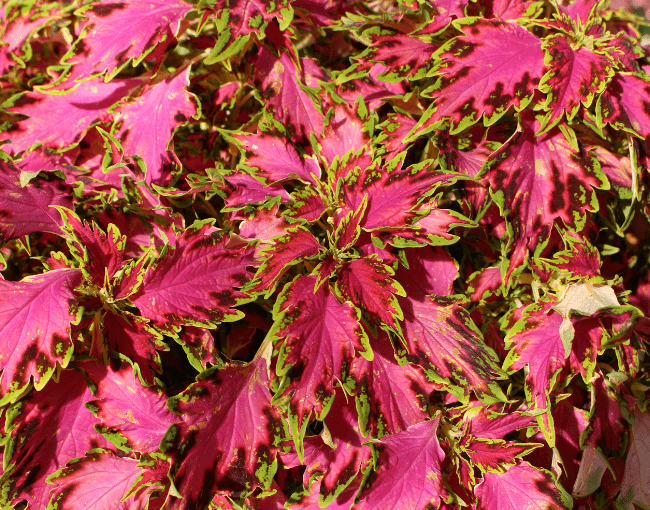 Packaging Archives - Greenhouse Product News