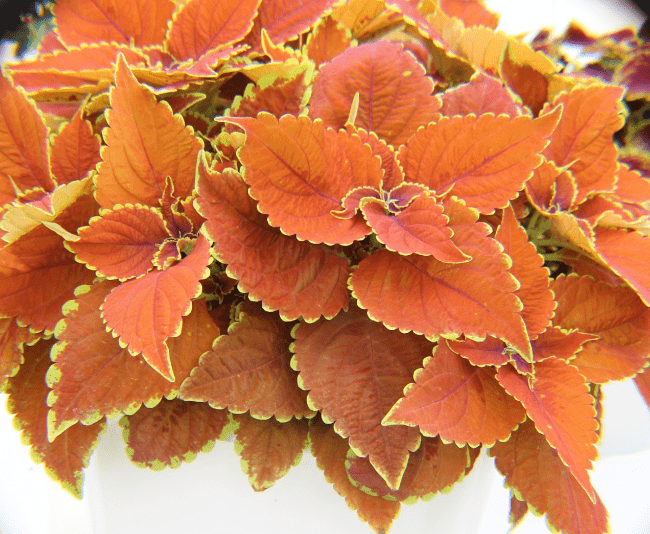 Coleus Talavera series - Greenhouse Product News
