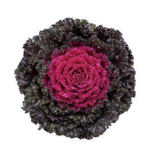 Culture Report: Ornamental kale Crystal series - Greenhouse Product News