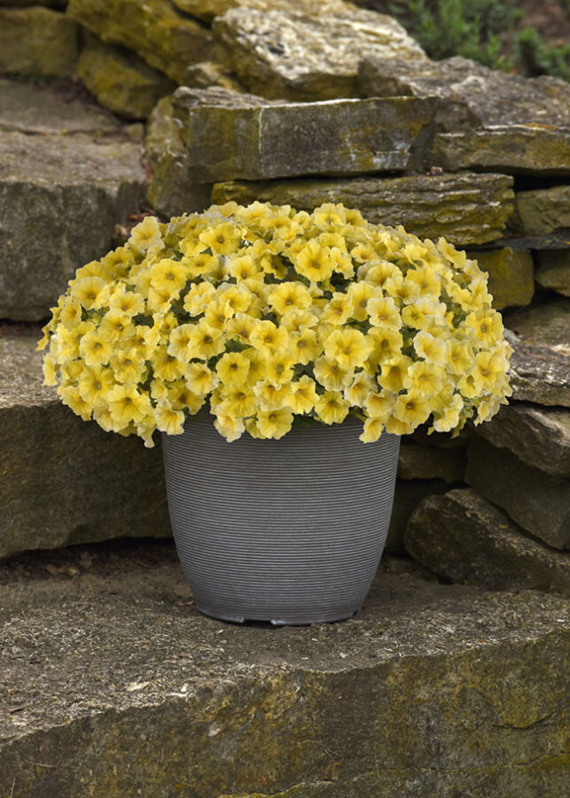 Let's have a sneak peek at CAST - Greenhouse Product News