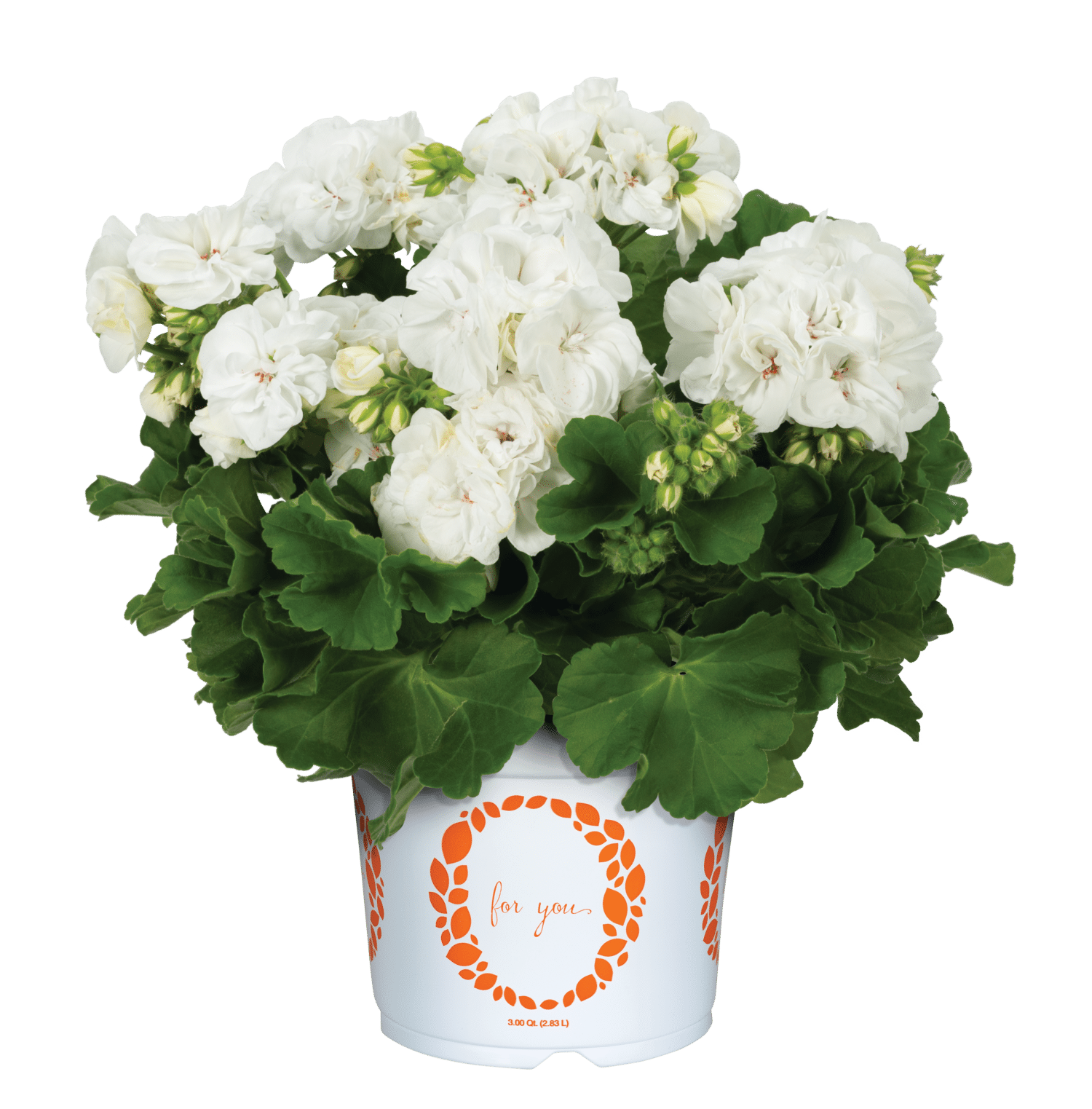 Culture Report: Santana Interspecific Geraniums - Greenhouse Product News