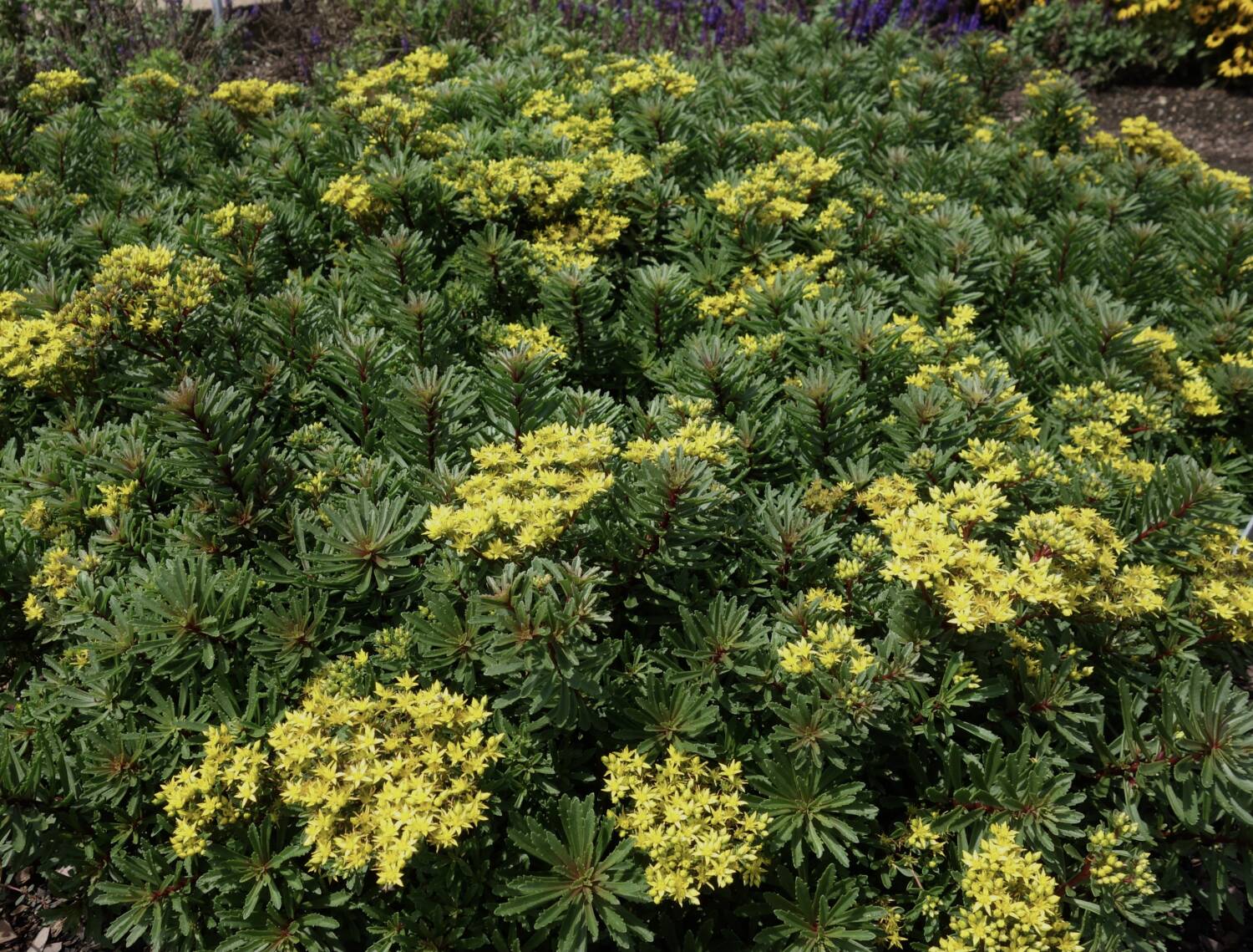 Vaughn's View: Distinctive and resilient perennials with visual impact ...