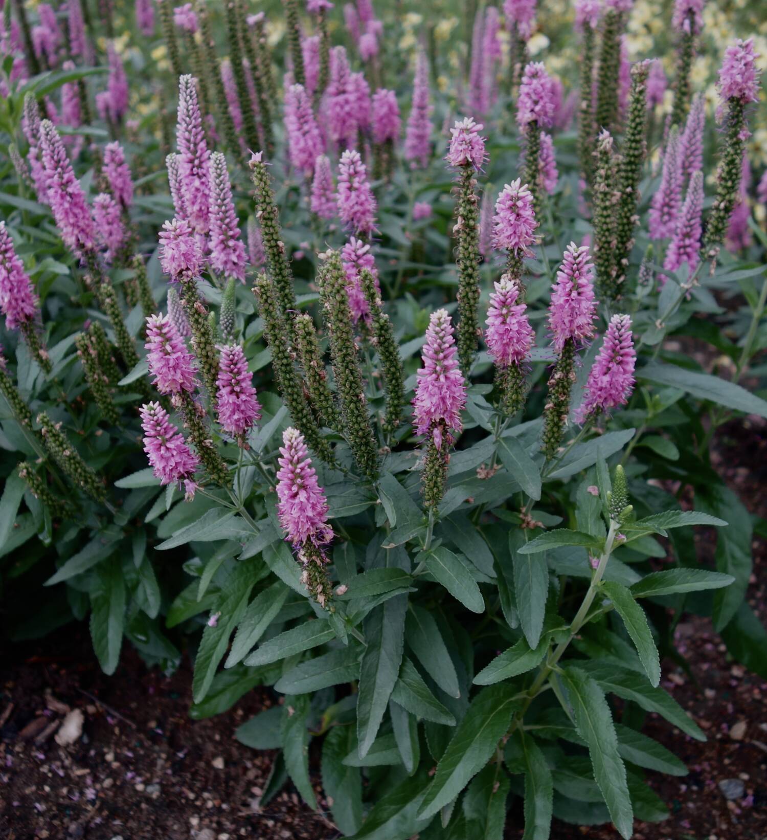 Vaughn's View: Distinctive and resilient perennials with visual impact ...