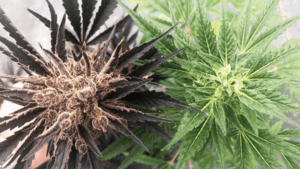 A case for hemp clones - Greenhouse Product News