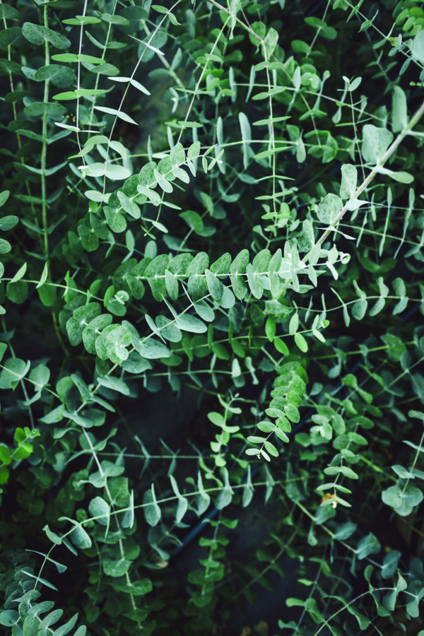 ASCFG announces 2023 Cut Flowers of the Year - Greenhouse Product News