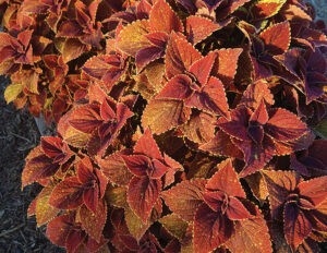 Vaughn's View: Colorful and vibrant annual introductions for 2024 ...