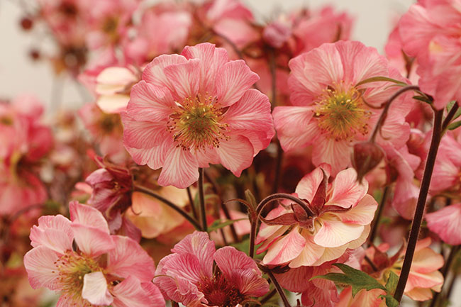 Culture Report: Geum Tempo series - Greenhouse Product News