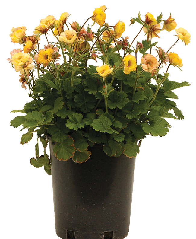 Culture Report: Geum Tempo series - Greenhouse Product News