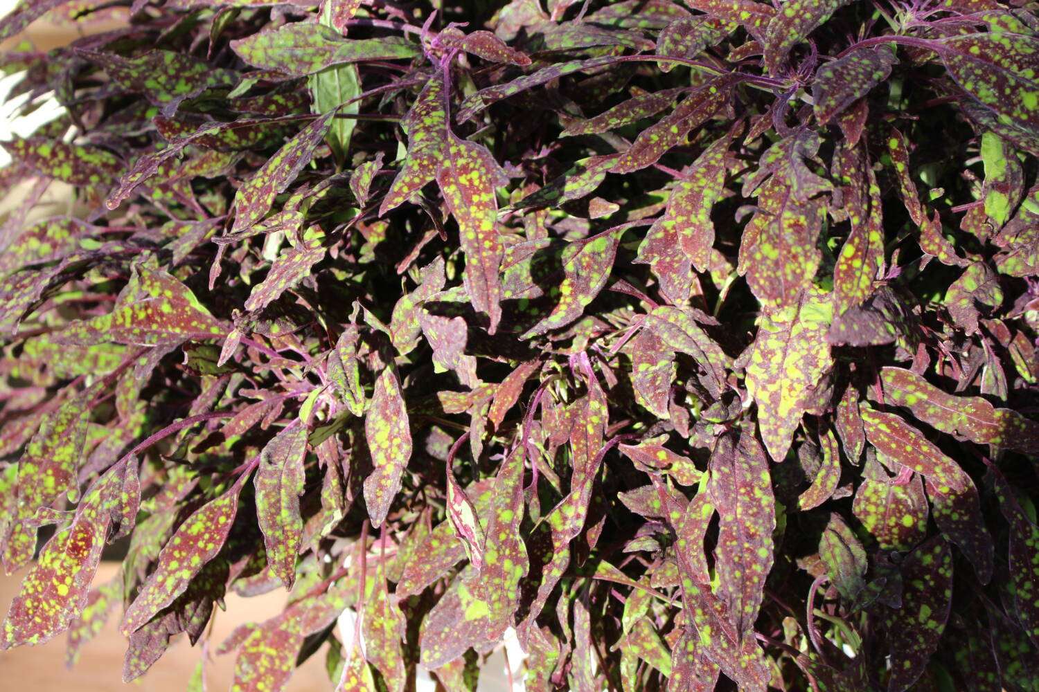 Finding the favorites at CAST 2023 - Greenhouse Product News