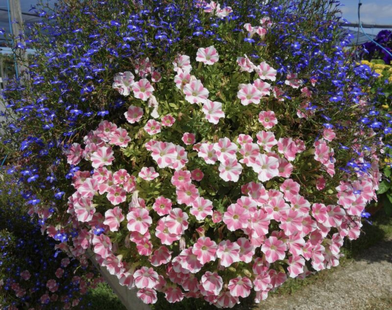 Vaughn's View: Bountiful and durable recipe combinations - Part 1 ...