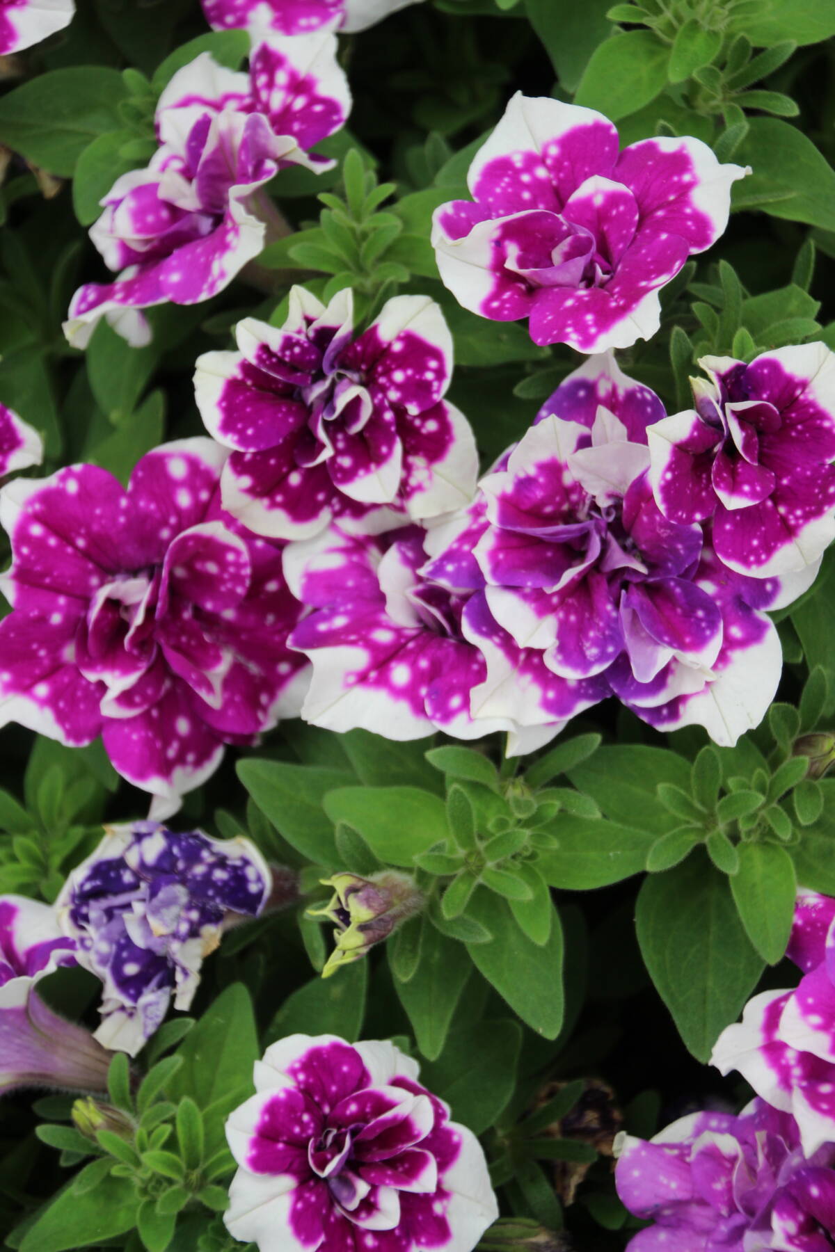 Finding the favorites at CAST 2023 - Greenhouse Product News