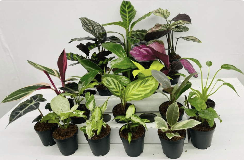 New ‘Gen Z’ 2-inch Tropical Assortments - Greenhouse Product News