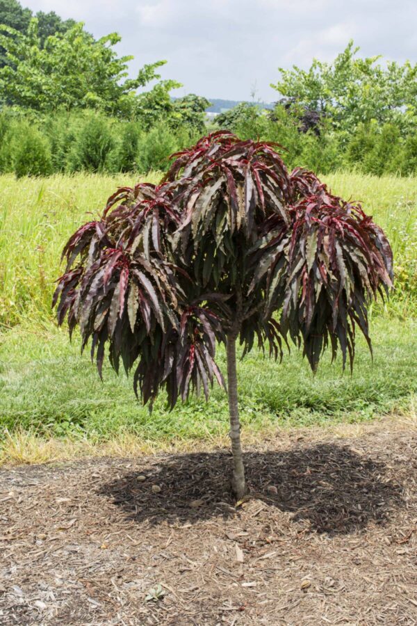 Star Roses and Plants to showcase new varieties at Cultivate’23 ...