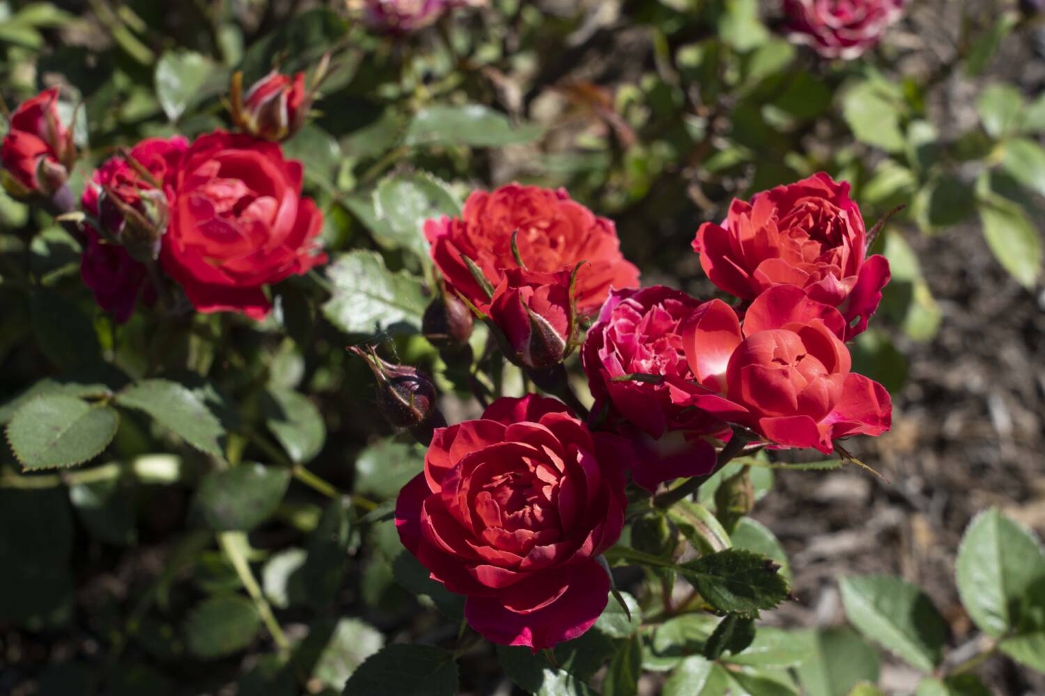 Star Roses and Plants to showcase new varieties at Cultivate’23 ...