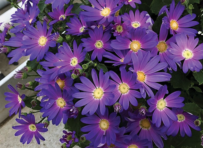 Culture Report: Senetti Pericallis - Greenhouse Product News