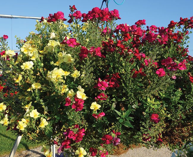 Vaughn's View: Bountiful and durable recipe combinations-Part 2 ...