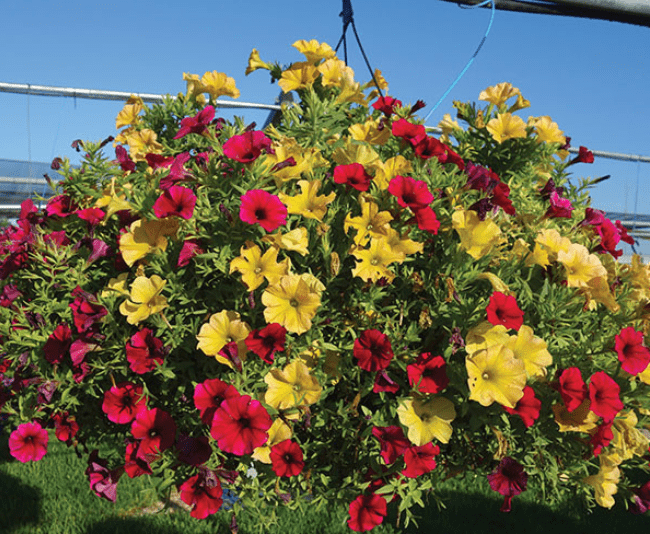 Stop the Bus — Petchoa Supercal Combination - Greenhouse Product News