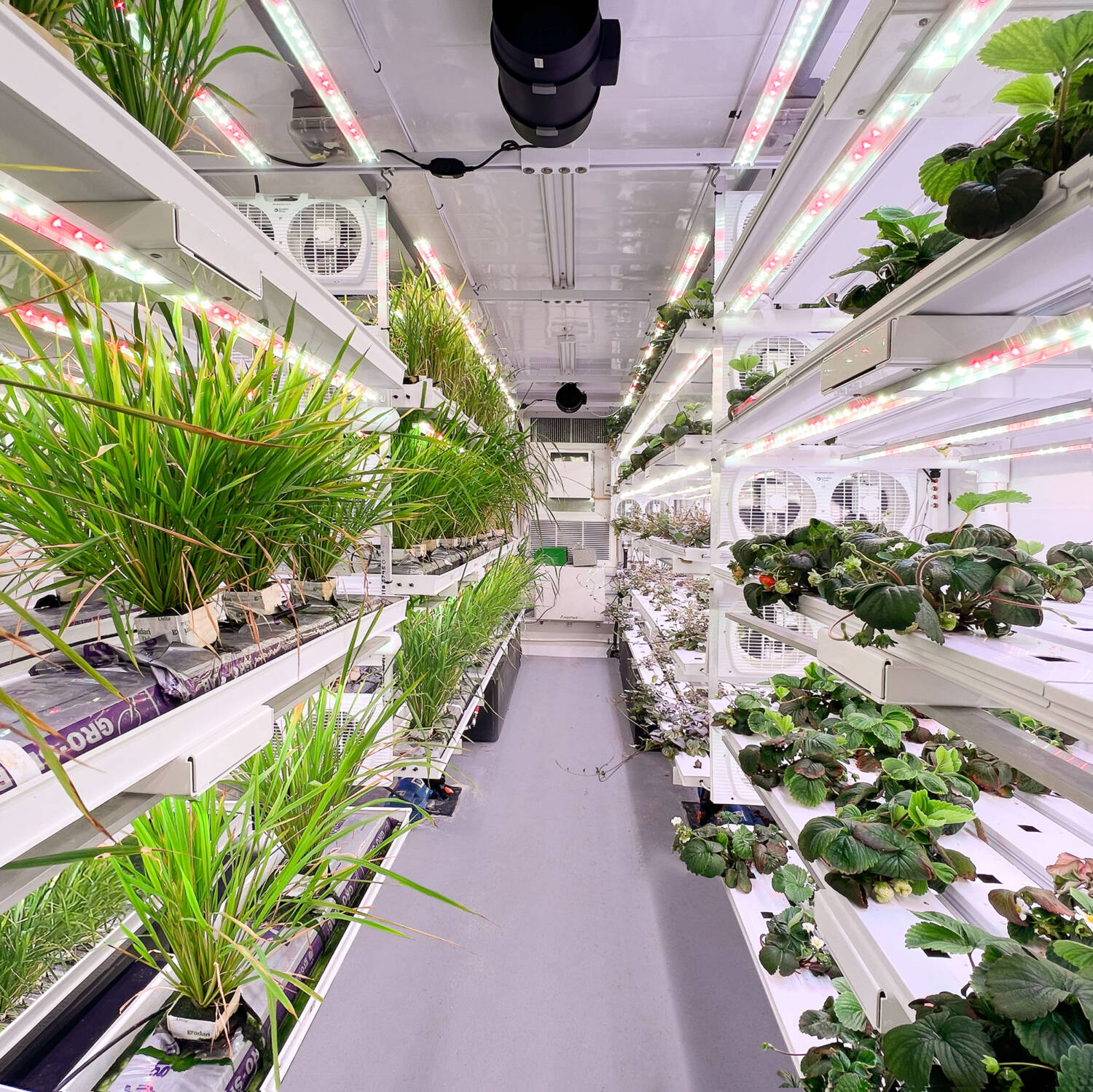 USDA-ARS U.S. Horticultural Research Laboratory adds vertical farming ...