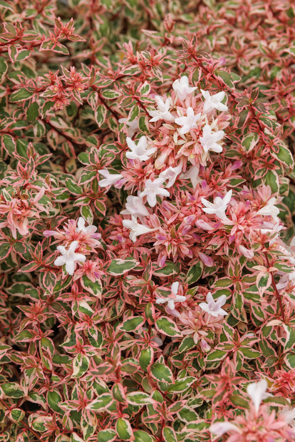 Monrovia introduces plants with color, fragrance and texture ...